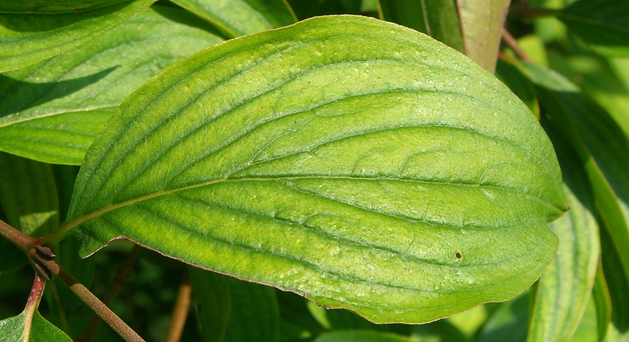 Kornelkirsche - Cornus mas | Bienenroute